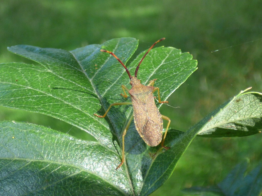 Box Bugs Found At Prax Lindsey Oil Refinery - Prax Group